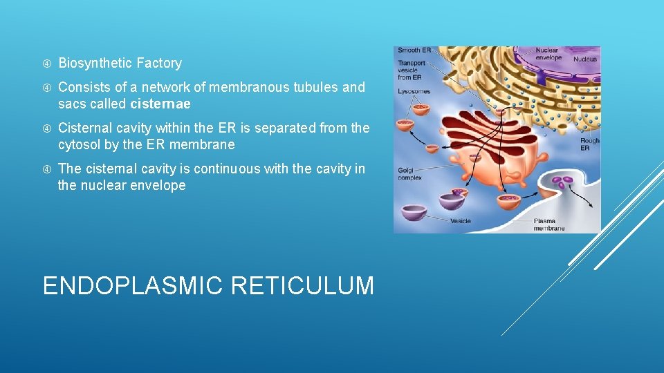 SECTION 6 4 AP Biology Structures Include nuclear
