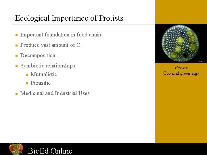 Diversity of Life Introduction to the Organisms By