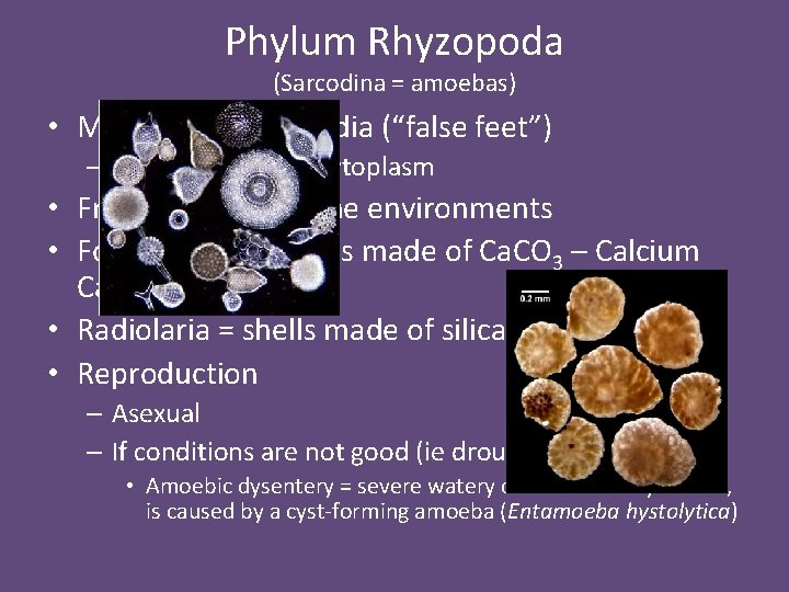 KINGDOM PROTISTA GENERAL More complex than monerans bacteria
