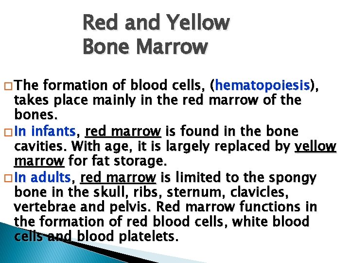 The Skeletal System Structure Function Is this the