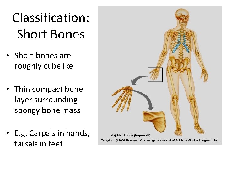 The Skeleton 206 Bones Dynamic living structure live