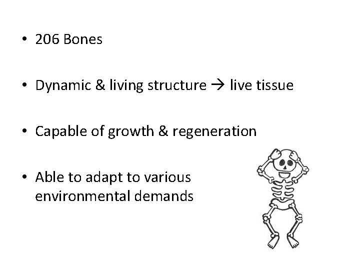 The Skeleton 206 Bones Dynamic living structure live