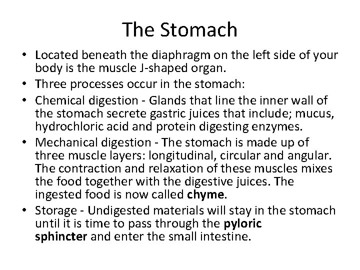 The Digestive System continued The Stomach Located beneath