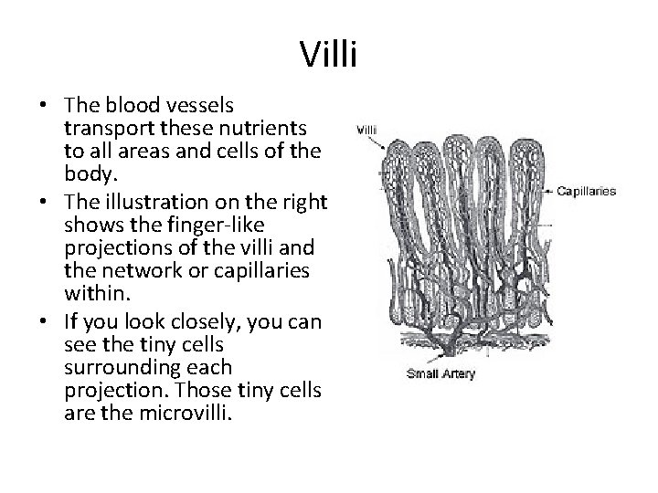 The Digestive System continued The Stomach Located beneath