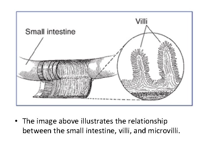 The Digestive System continued The Stomach Located beneath