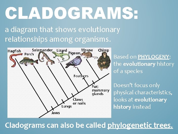 DICHOTOMOUS KEYS a set of paired statements that