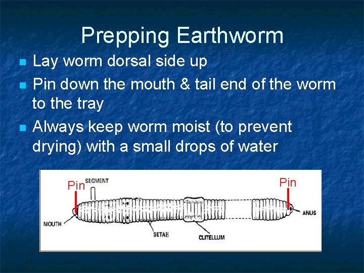 Earthworm Internal Anatomy Dissection What you need per