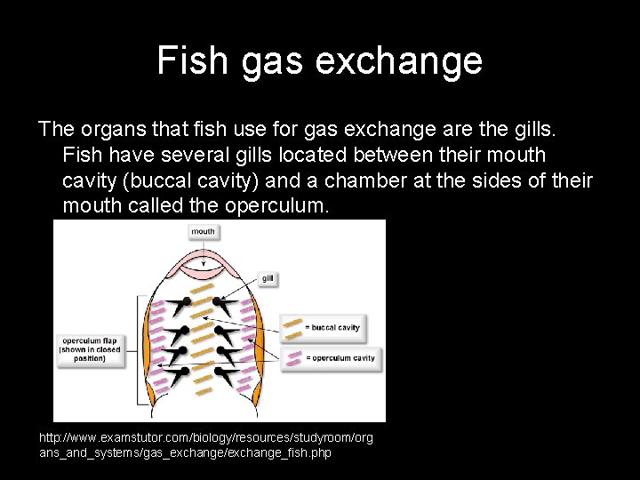 What this Power Point involves Differences in structure