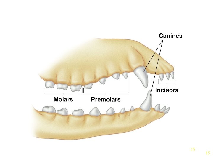 Fueling Body Activities Digestion Chapter 43 Outline I