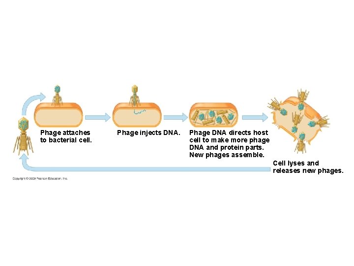 Molecular Biology of the Gene DNA Lesson Part
