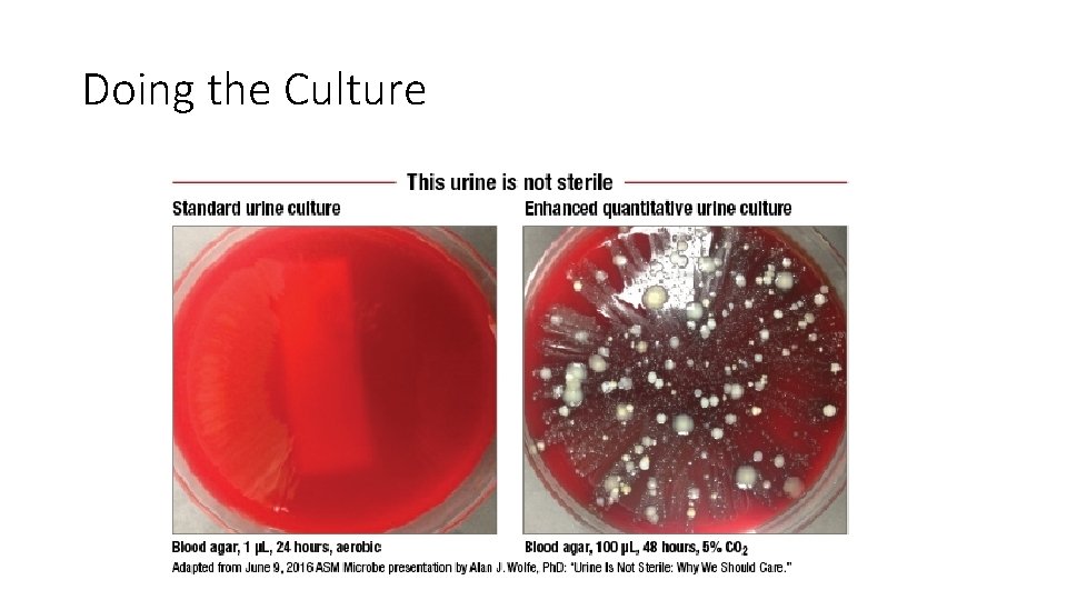 v 2 Discrete Microbiology Doing the Culture A