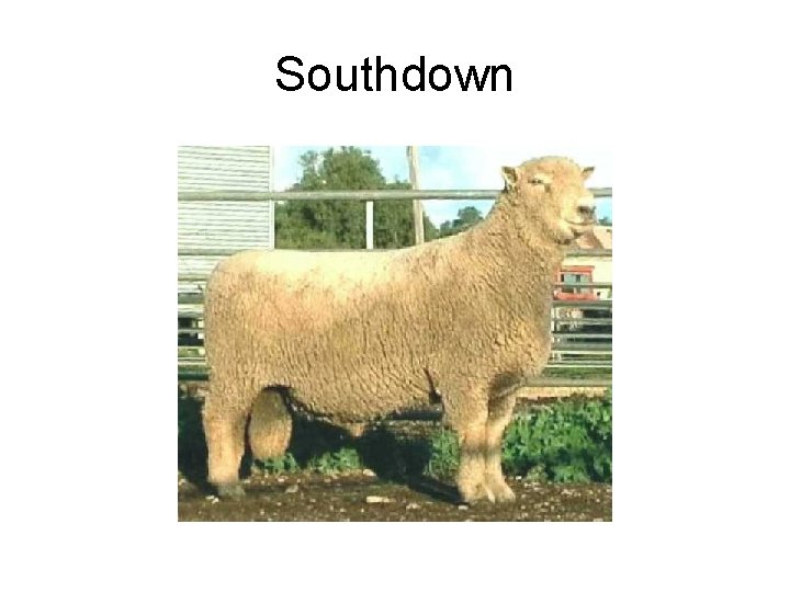 Sheep Farming History The Start of the New