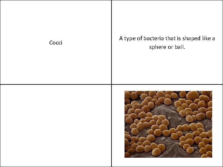 Prokaryote Includes bacteria and archaea They are found