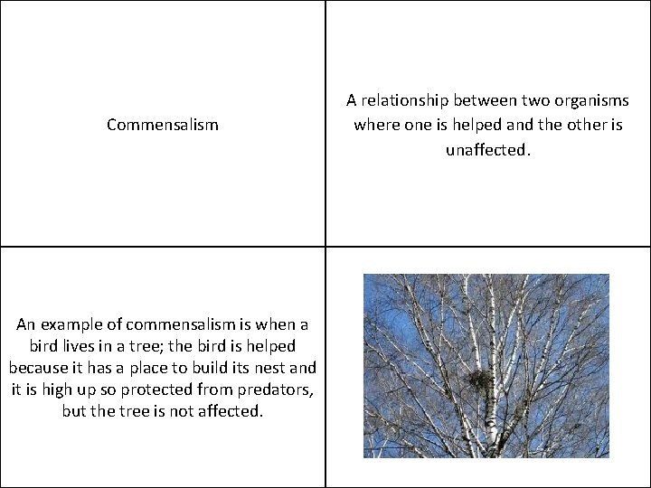 Prokaryote Includes bacteria and archaea They are found