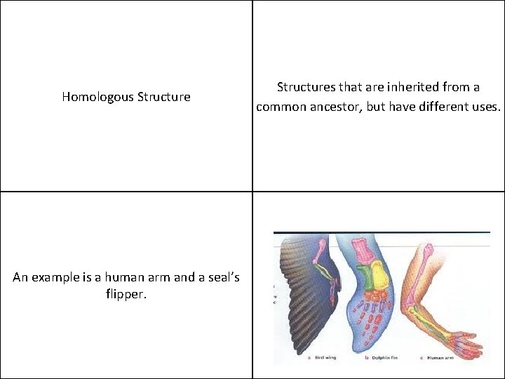 Prokaryote Includes bacteria and archaea They are found