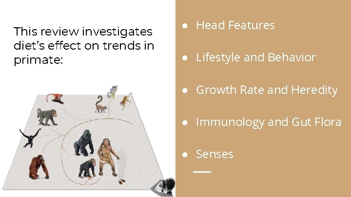 The Relationship Between Diet and Evolution In Primates
