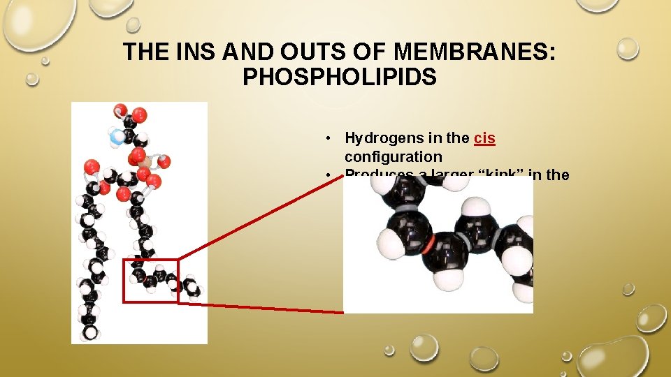 Empowering Teachers Through Modeling Many Models of Membranes