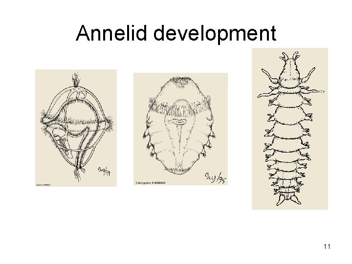Phylum Annelida BIO 2215 Oklahoma City Community College