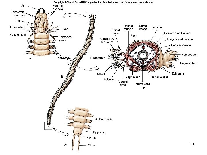 Phylum Annelida BIO 2215 Oklahoma City Community College