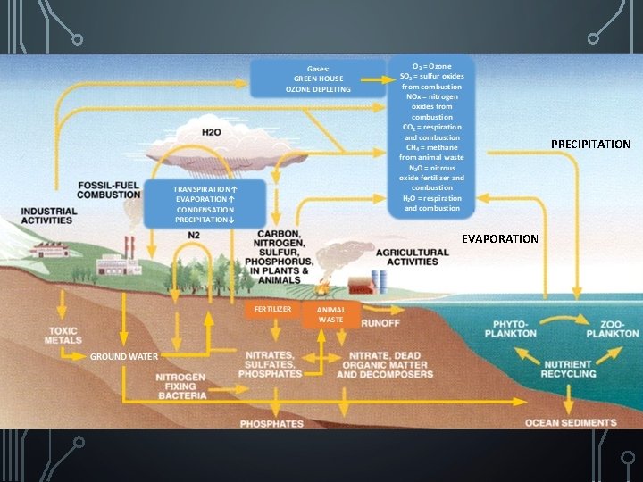NUTRIENT CYCLES PROJECT Diagram all the stages of