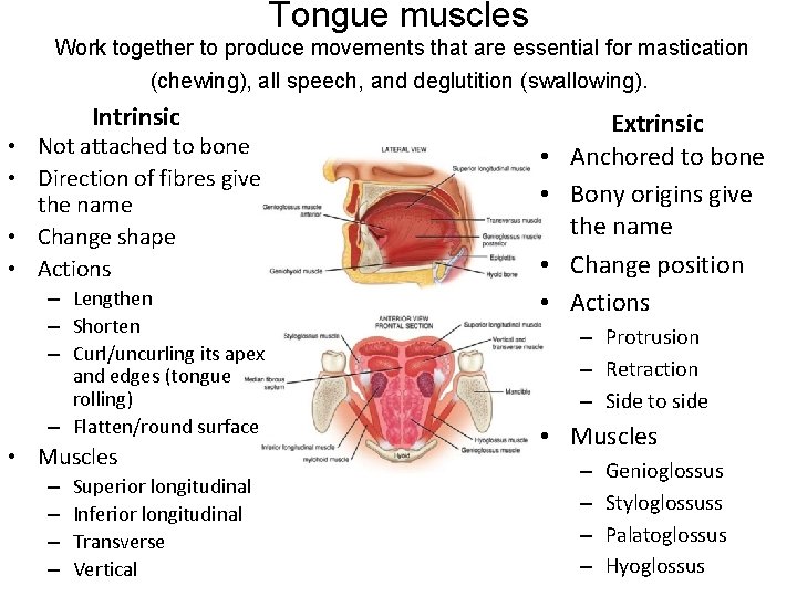 Throat and Tongue 2 Muscles grouped for function