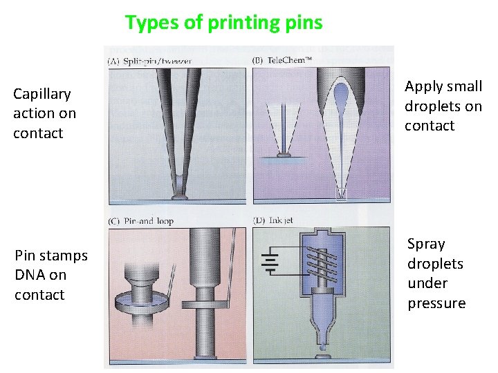Microarray hybridization Usually comparative Ratio between two samples