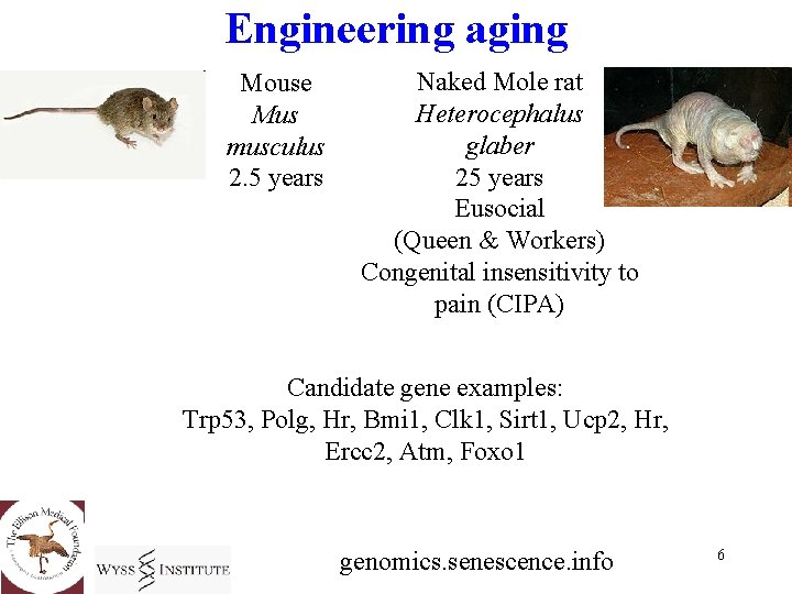 Mammals 2 0 1 Humanized mammals A 10