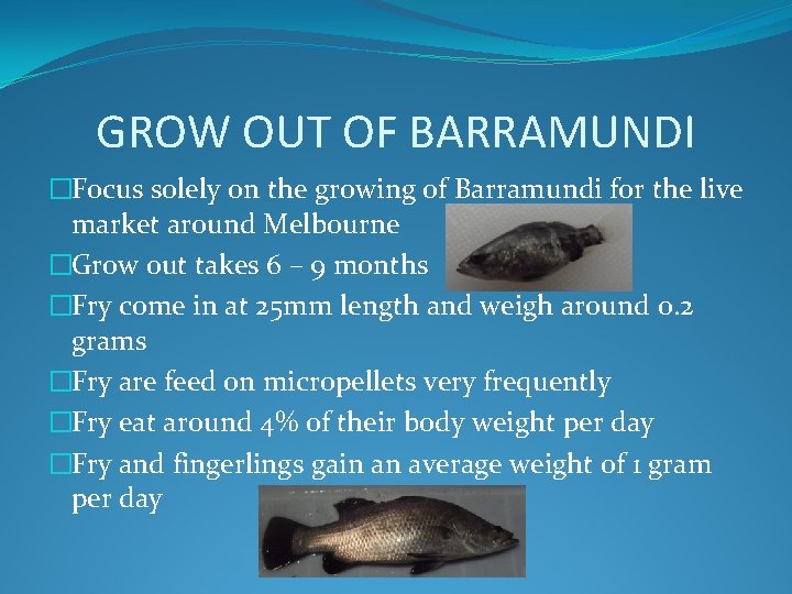 STARTING OUT WITH YABBIES Started breeding program Supplied