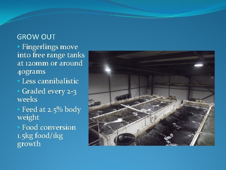 STARTING OUT WITH YABBIES Started breeding program Supplied