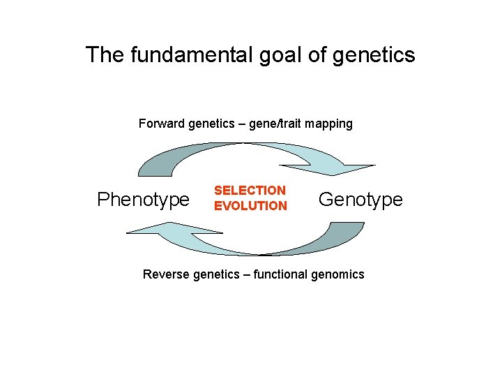 The evolution and ecological adaptation of bacteria Adam