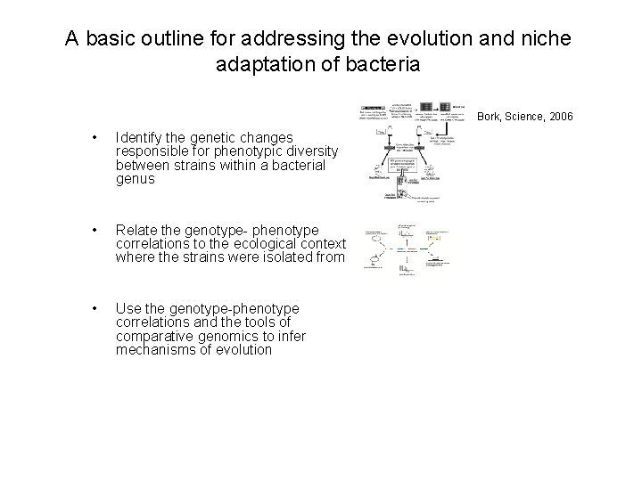 The evolution and ecological adaptation of bacteria Adam