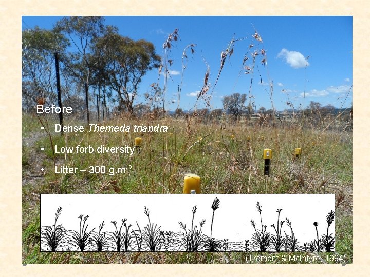 Native forbs three years after a restoration experiment