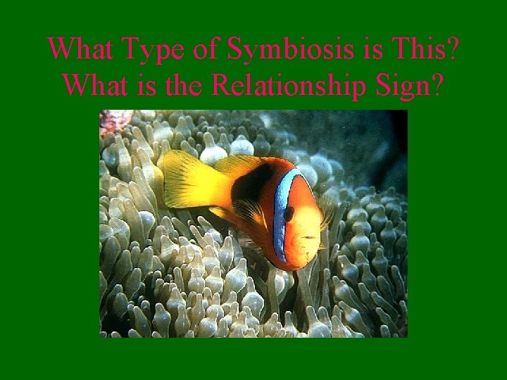 Symbiosis Living Together Objective SWBAT Define symbiosis Identify