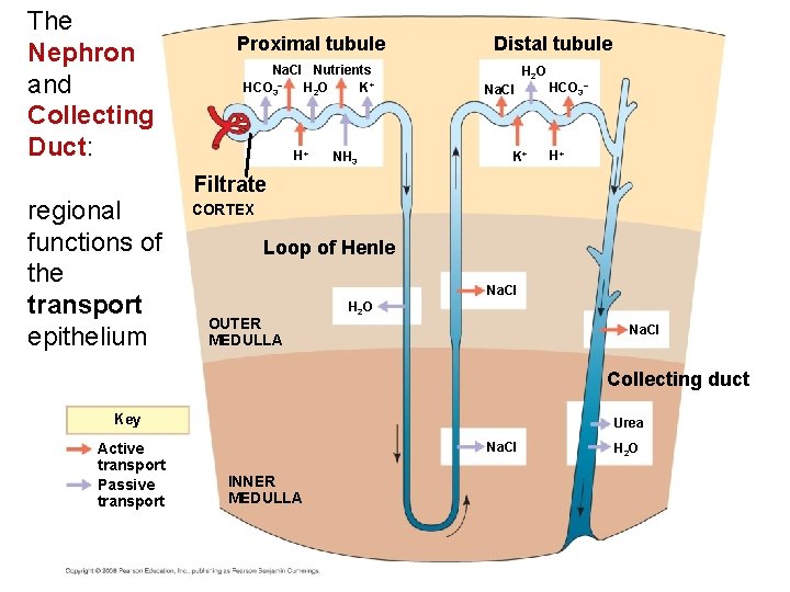 Kidneys Nephrons the Functional Unit Kidneys excretory organs