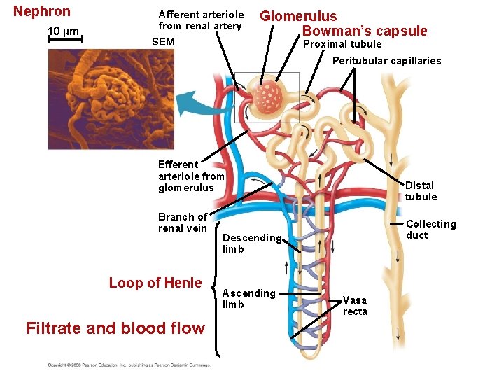 Kidneys Nephrons the Functional Unit Kidneys excretory organs