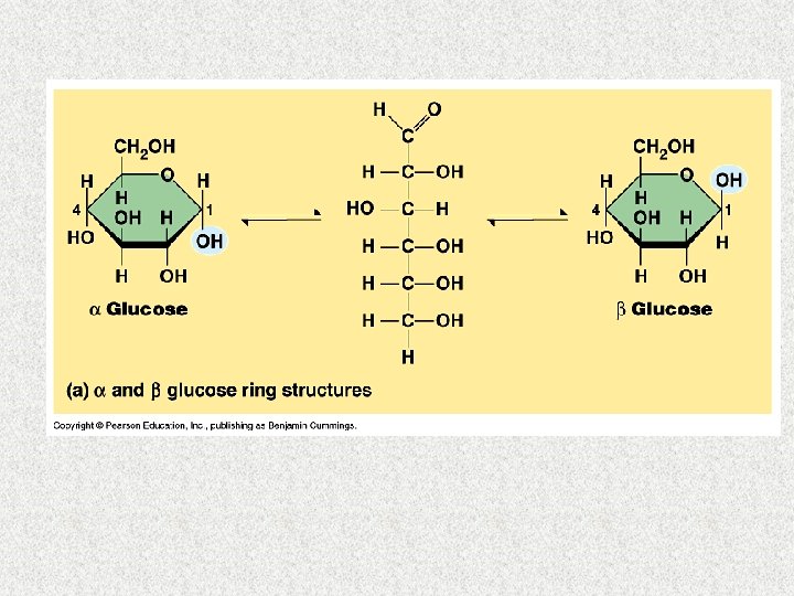 Chapter 5 Reading Quiz 1 What does hydrolysis