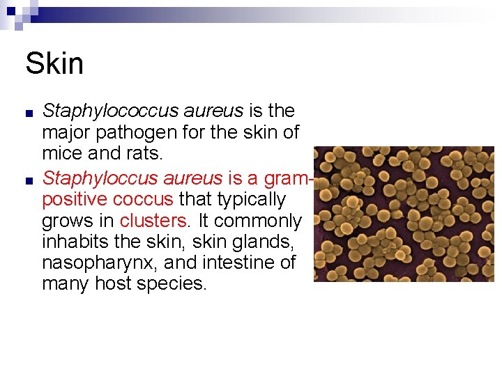 Skin Staphylococcus aureus is the major pathogen for