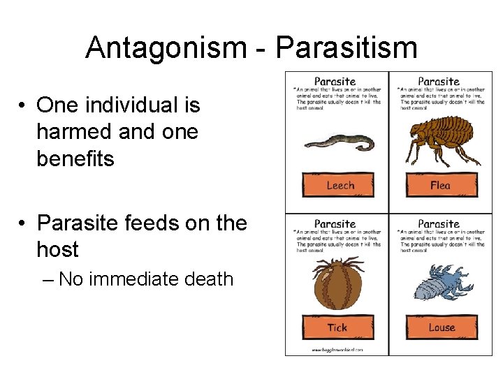 Symbiosis is a relationship between different species in