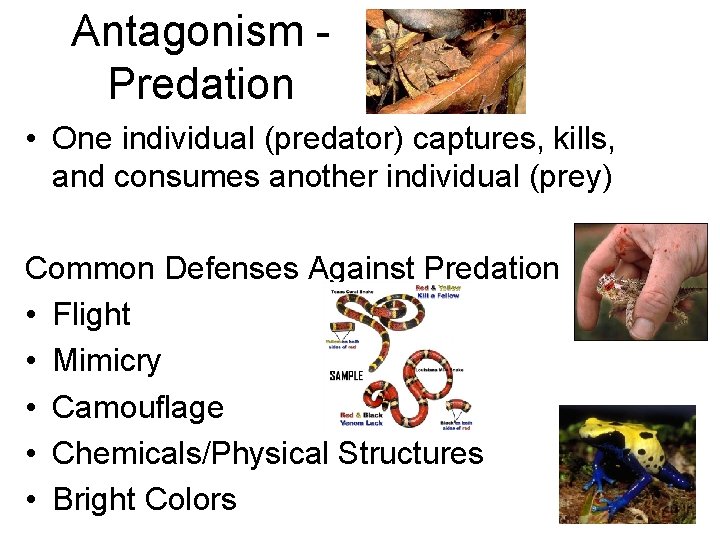 Symbiosis is a relationship between different species in