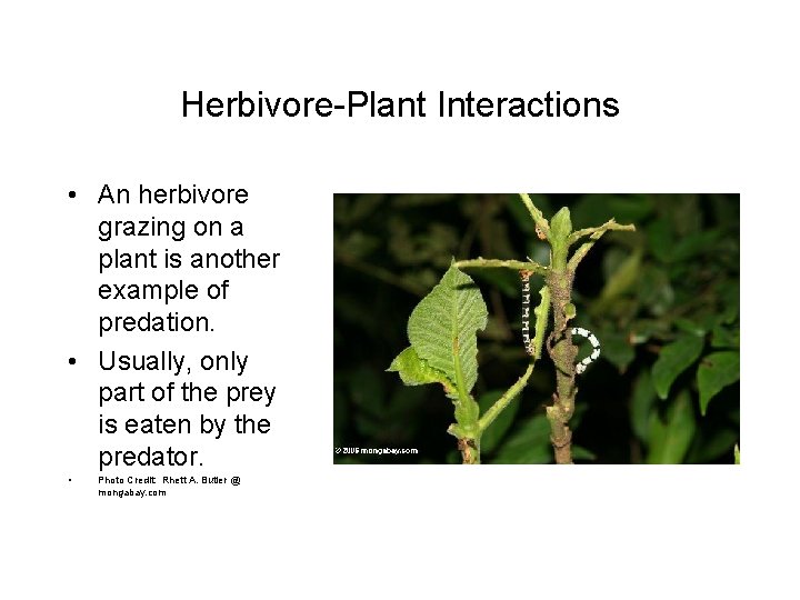 Symbiosis is a relationship between different species in