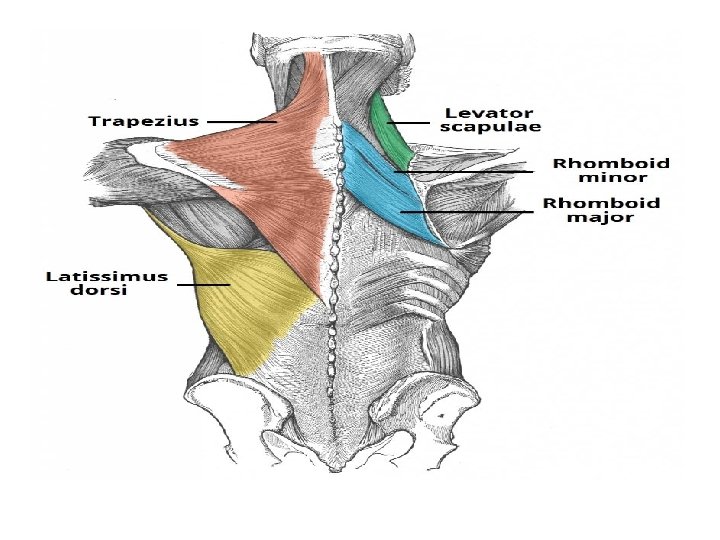SCAPULAR REGION Muscles Connecting the Upper Limb to