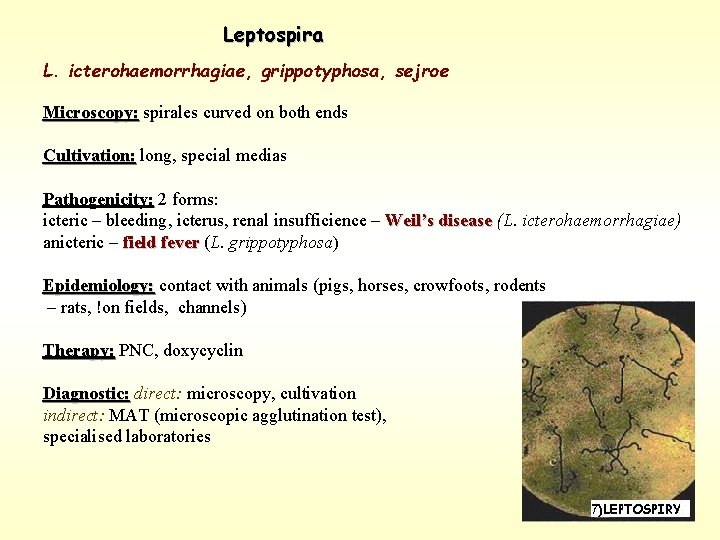Spirochetes Borrelia Causative agents of lyme boreliosis B