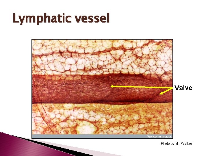 Human Form Function Body systems The lymphatic system