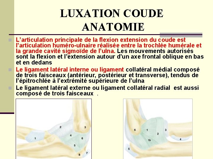 LUXATION COUDE A MENADI FACULTE DE MEDECINE ANNABA