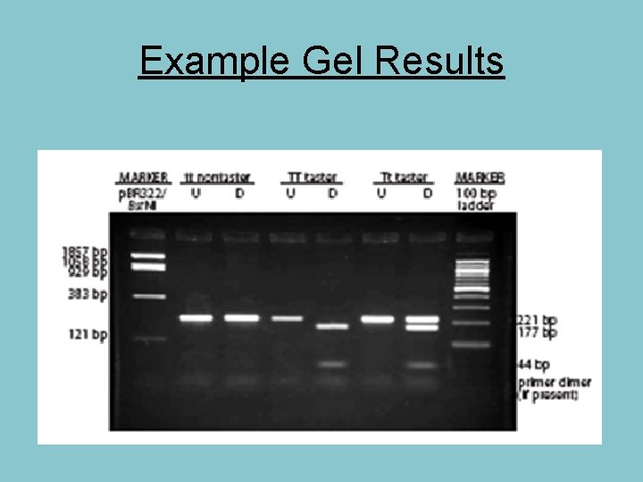 Using a Single Nucleotide Polymorphism to Predict Bitter