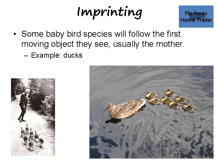 Behave Yourself A Summary of Animal Behaviors Innate