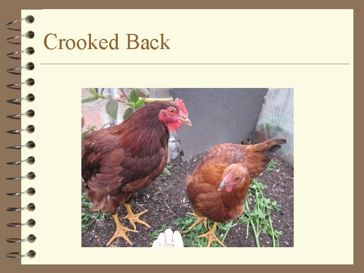 Understanding Agriculture Animals Objective 4 0 Classify Traits