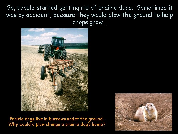 Finding the Balance Learning about Prairie Dogs Interactive