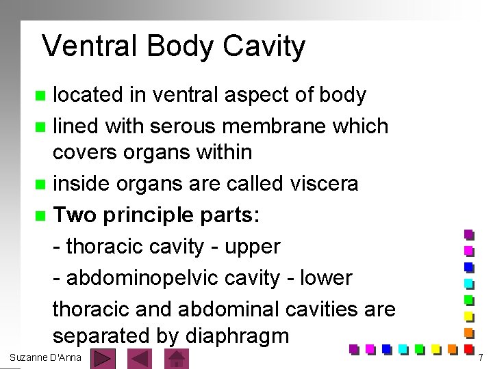 Body Cavities Suzanne DAnna 1 Body is divided