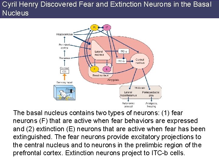 19 Learning about Danger The Neurobiology of Fear